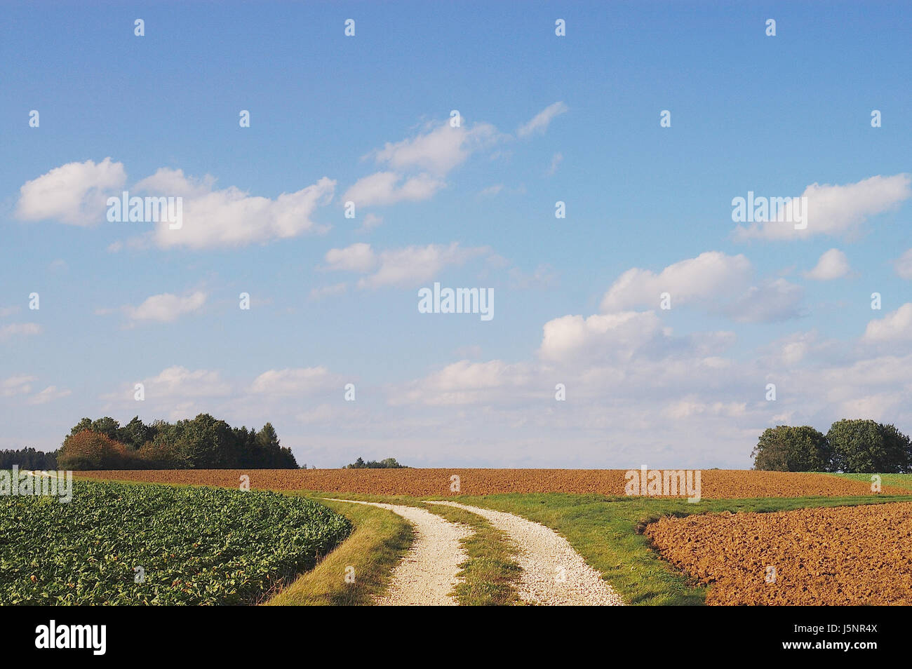 blue tree agriculture farming dirt road field clump of trees oak acre ...