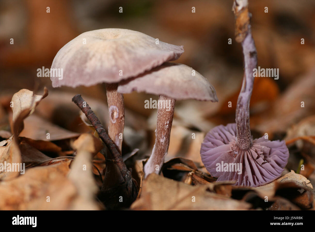 coloured purple violet mushrooms mushroom fungus beauty lackbluling ...