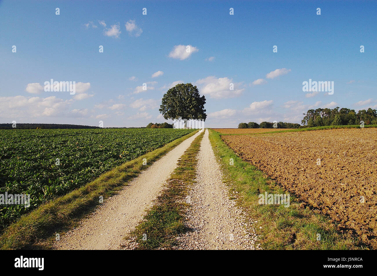 blue tree agriculture farming dirt road field clump of trees oak acre ...