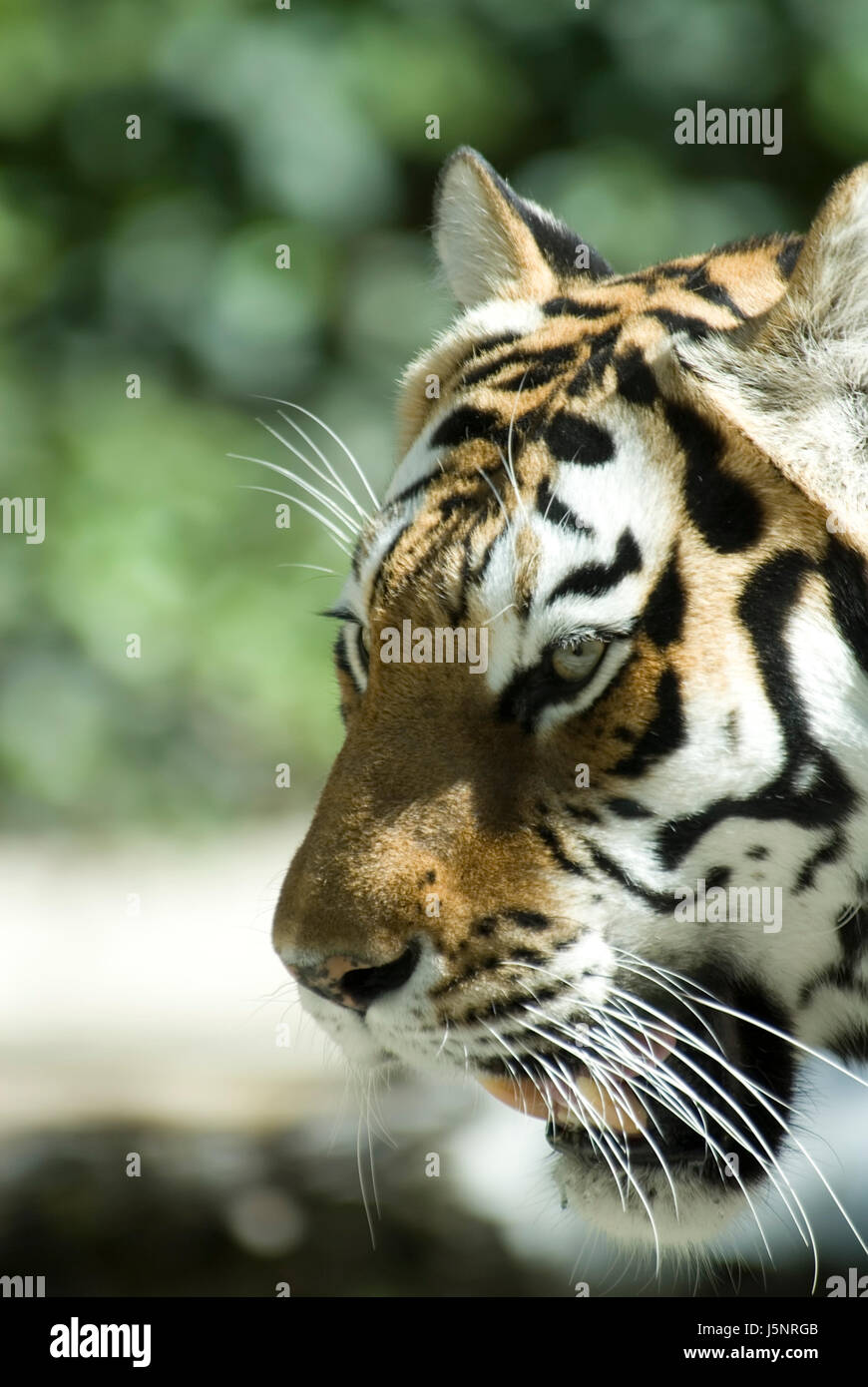 danger asia big cat feline predator cat tiger zoo skin jungle siberia ...