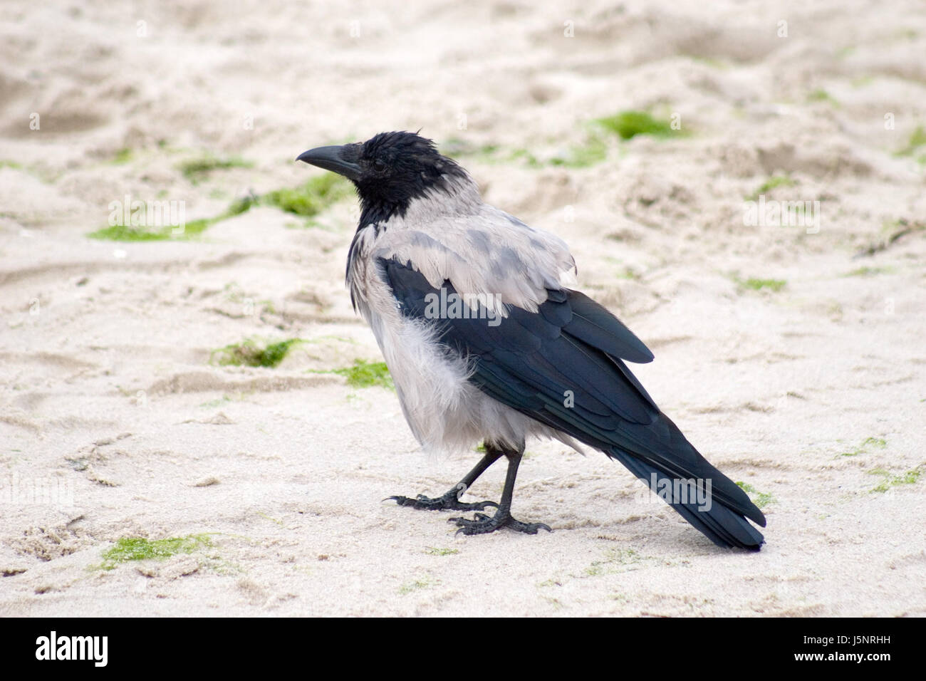 crow on the beach Stock Photo - Alamy