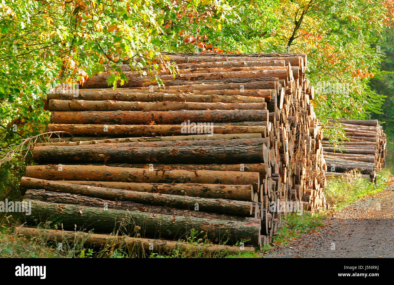 tree trees wood tribes drop bark firs fell tear down forest forestry ...