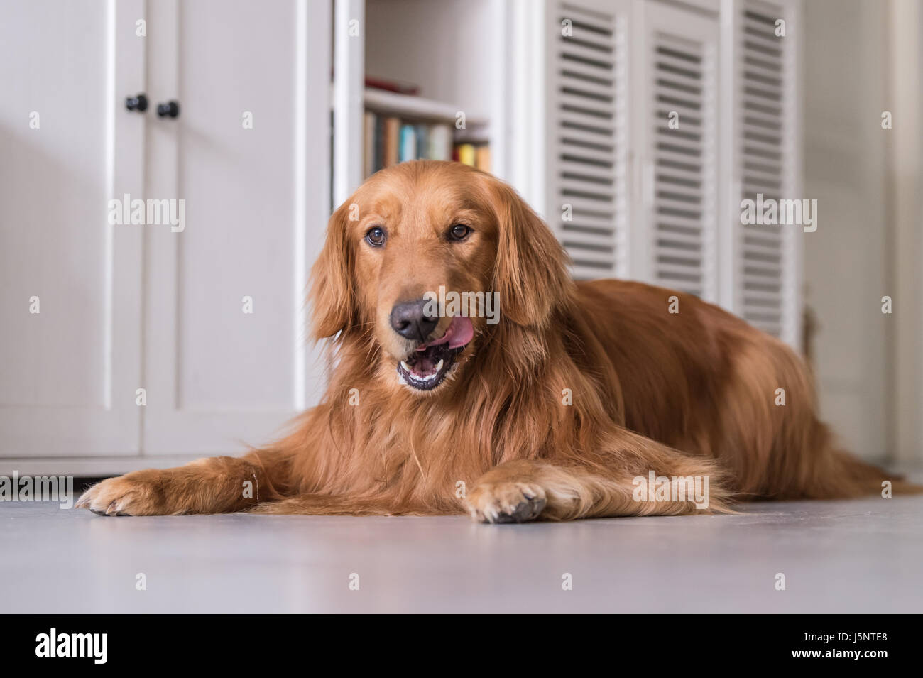 Golden Retriever to lie on the ground Stock Photo - Alamy