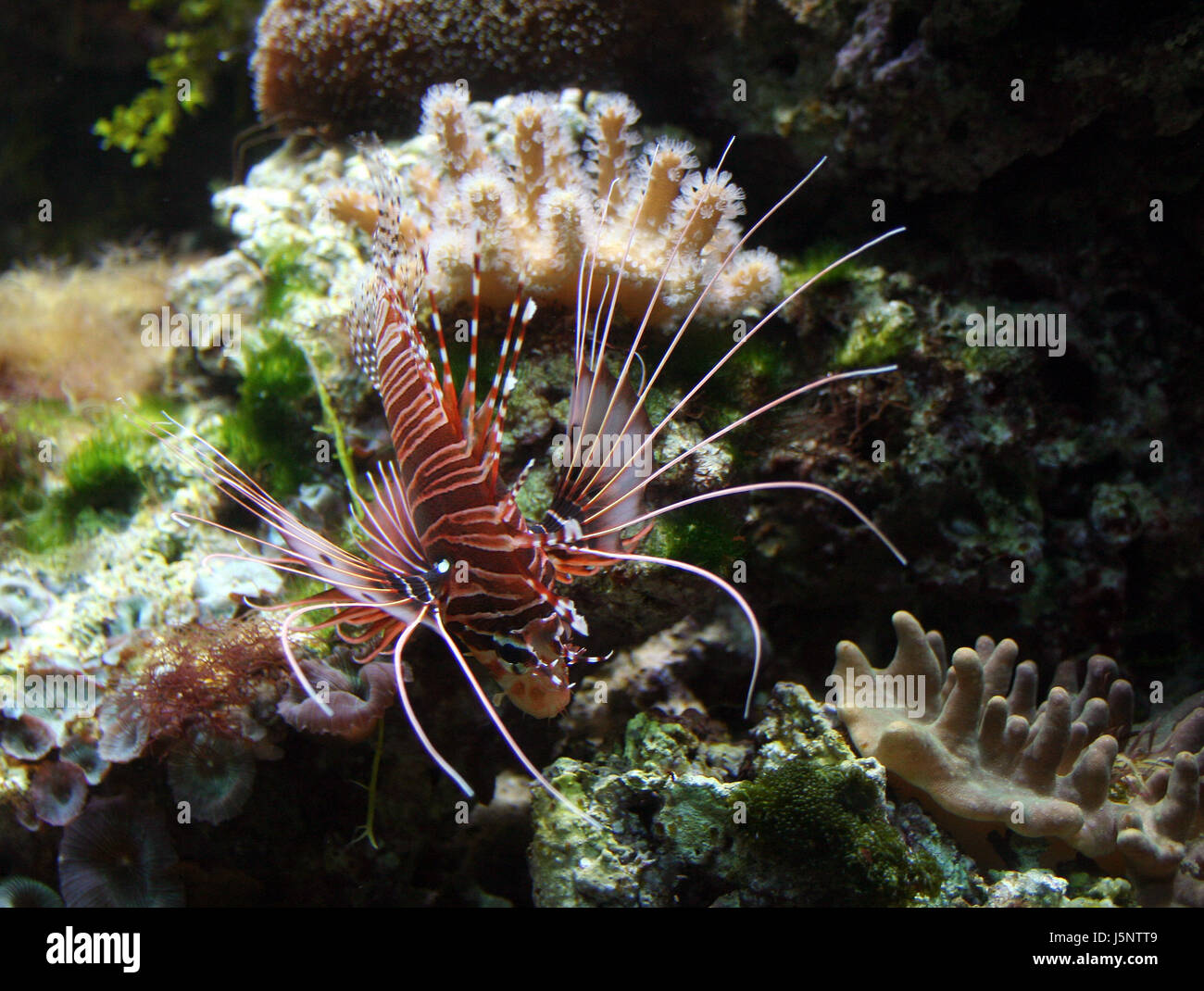 danger aquarium fish underwater biotop habitat poison fins dangerous ...