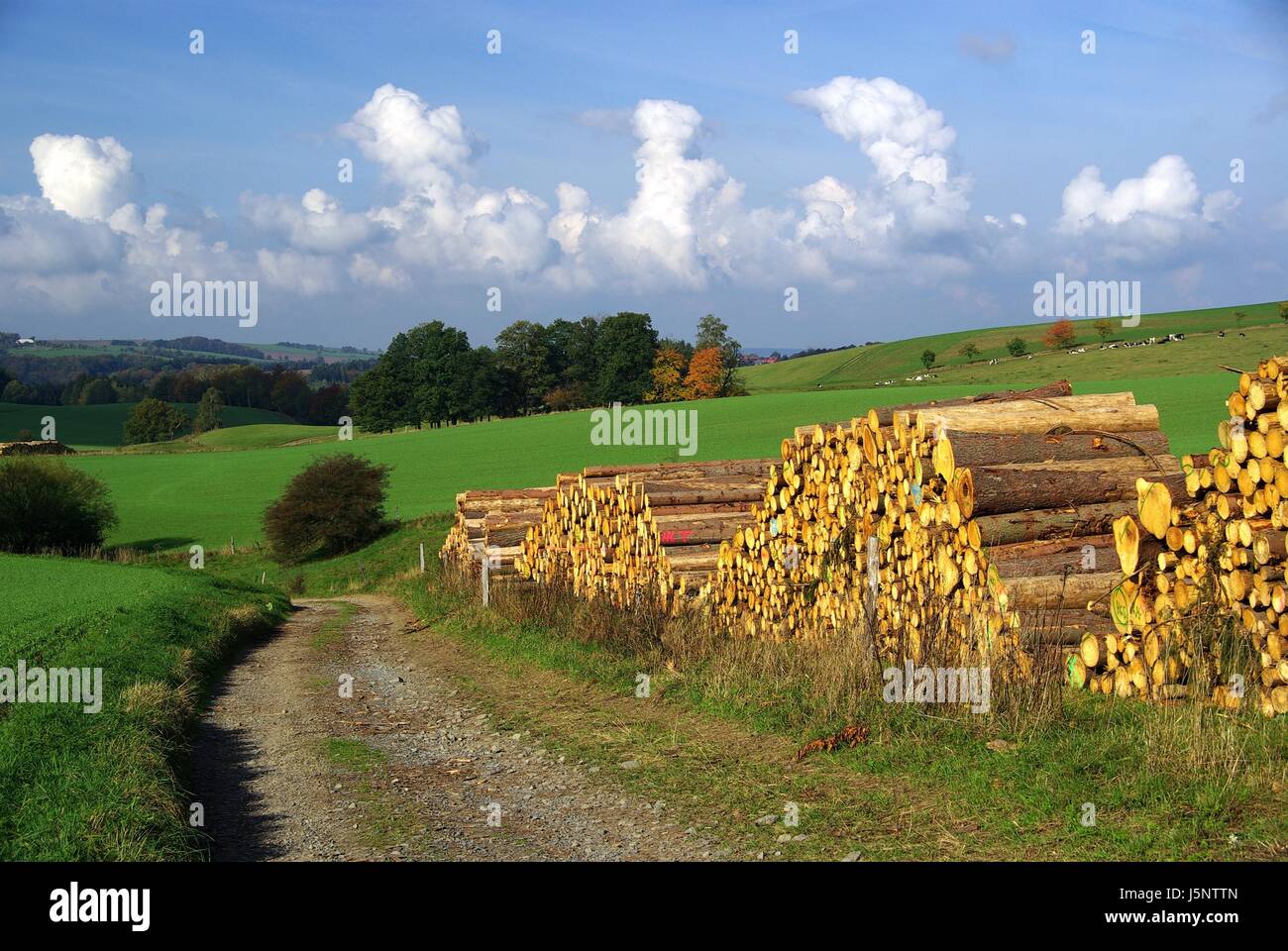 tree green wood trunk pine field energy power electricity electric ...
