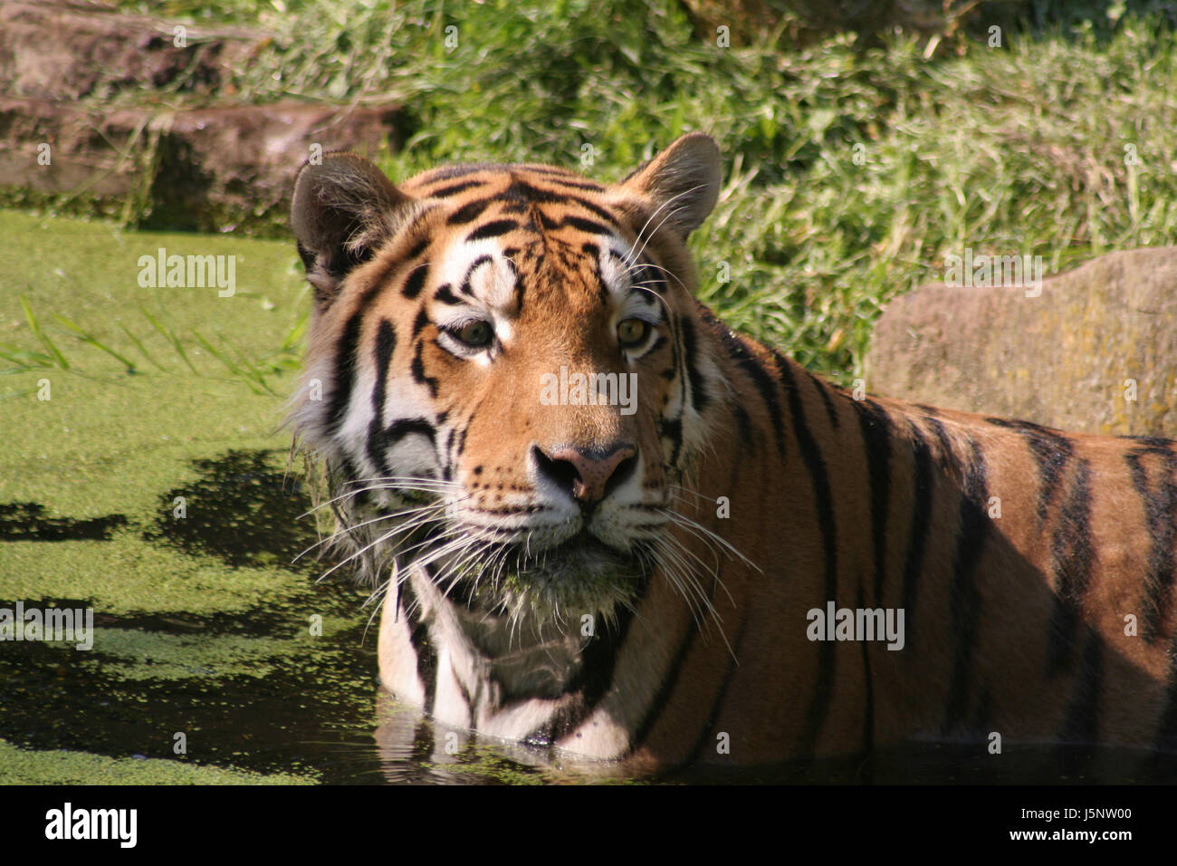 mammal big cat feline predator cat tiger siberia armurtiger oanthera ...