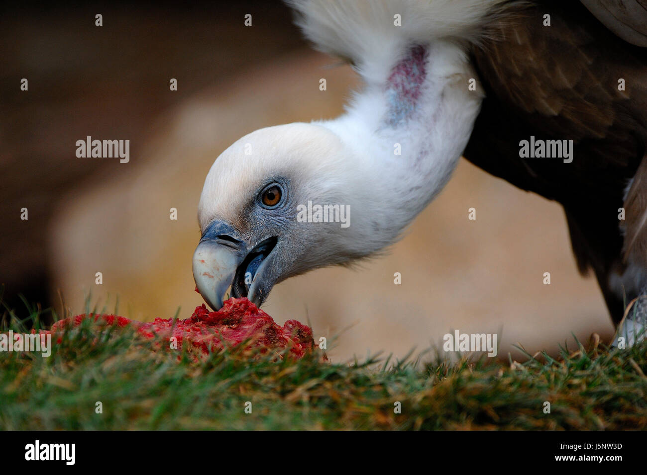 bird birds birds of prey raptor vulture prey booty to gorge engulf ...