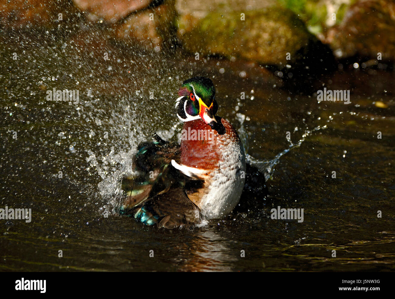 bird birds purify duck squirt drake rage flutter swash bathing water ...