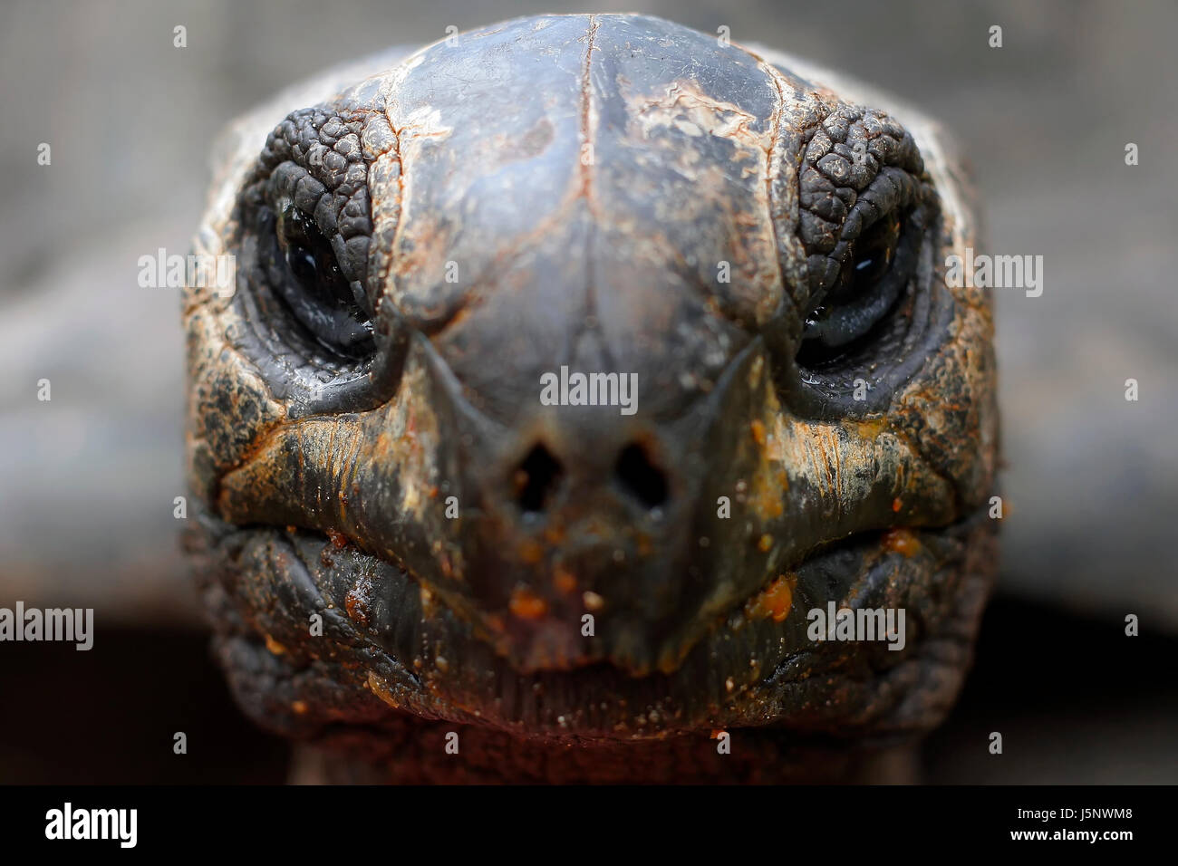 animal pet reptile eyes look glancing see view looking peeking looking ...