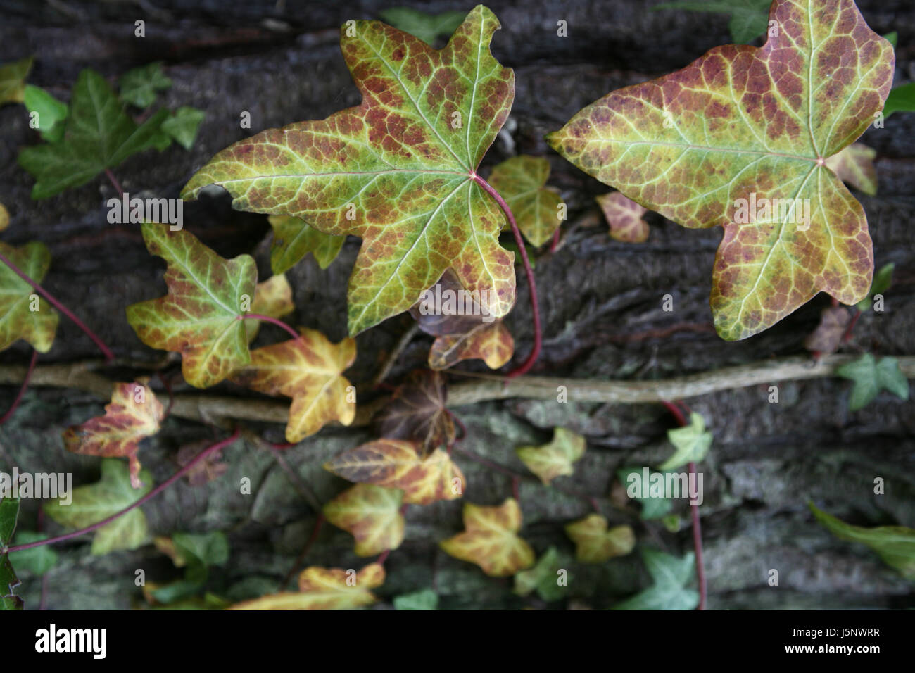 tree green climbing plant bark rise climb climbing ascend uphill tread ...