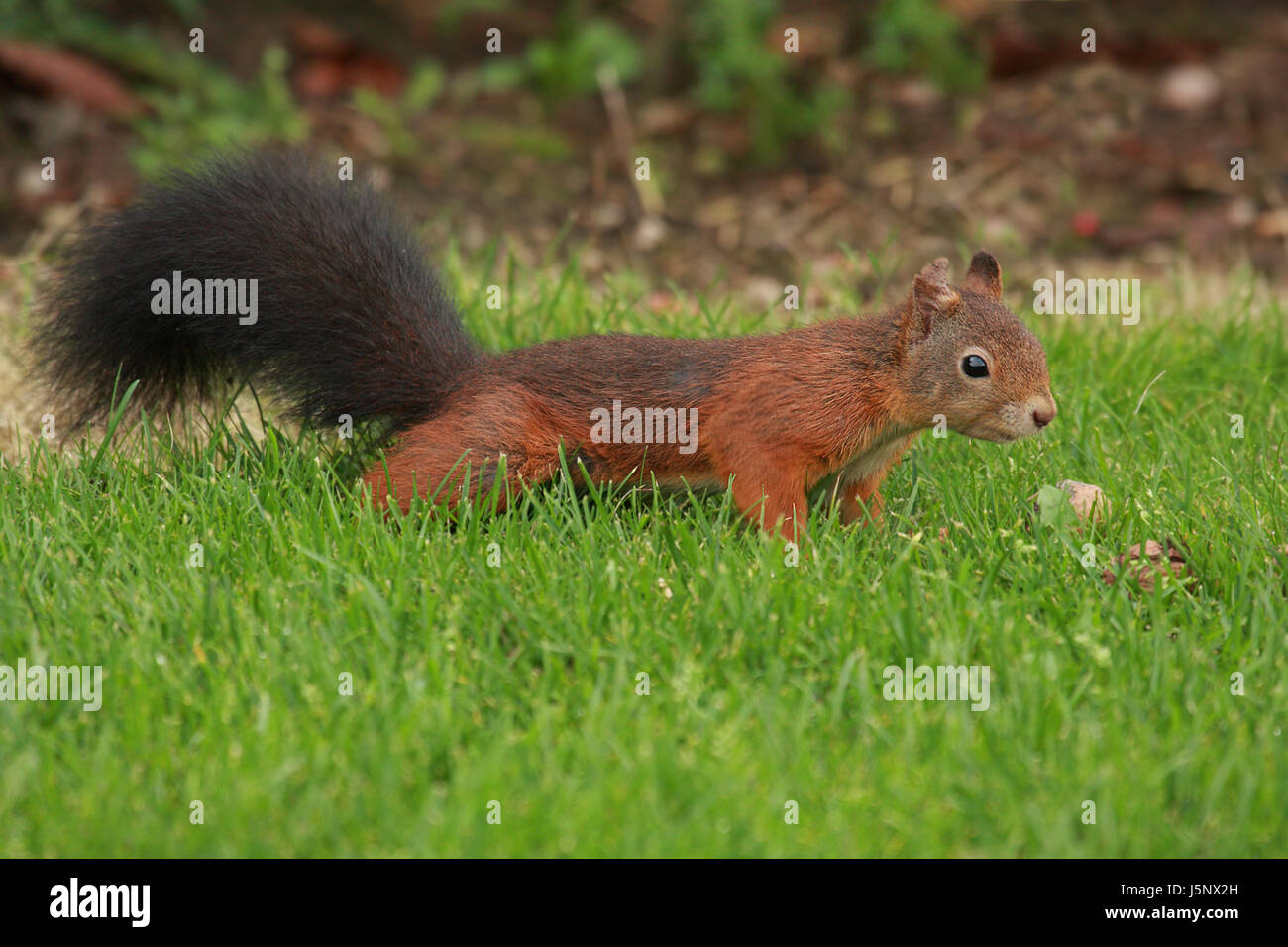 rodent careful caution squirrel nut anxious afraid walnut meadow stand ...