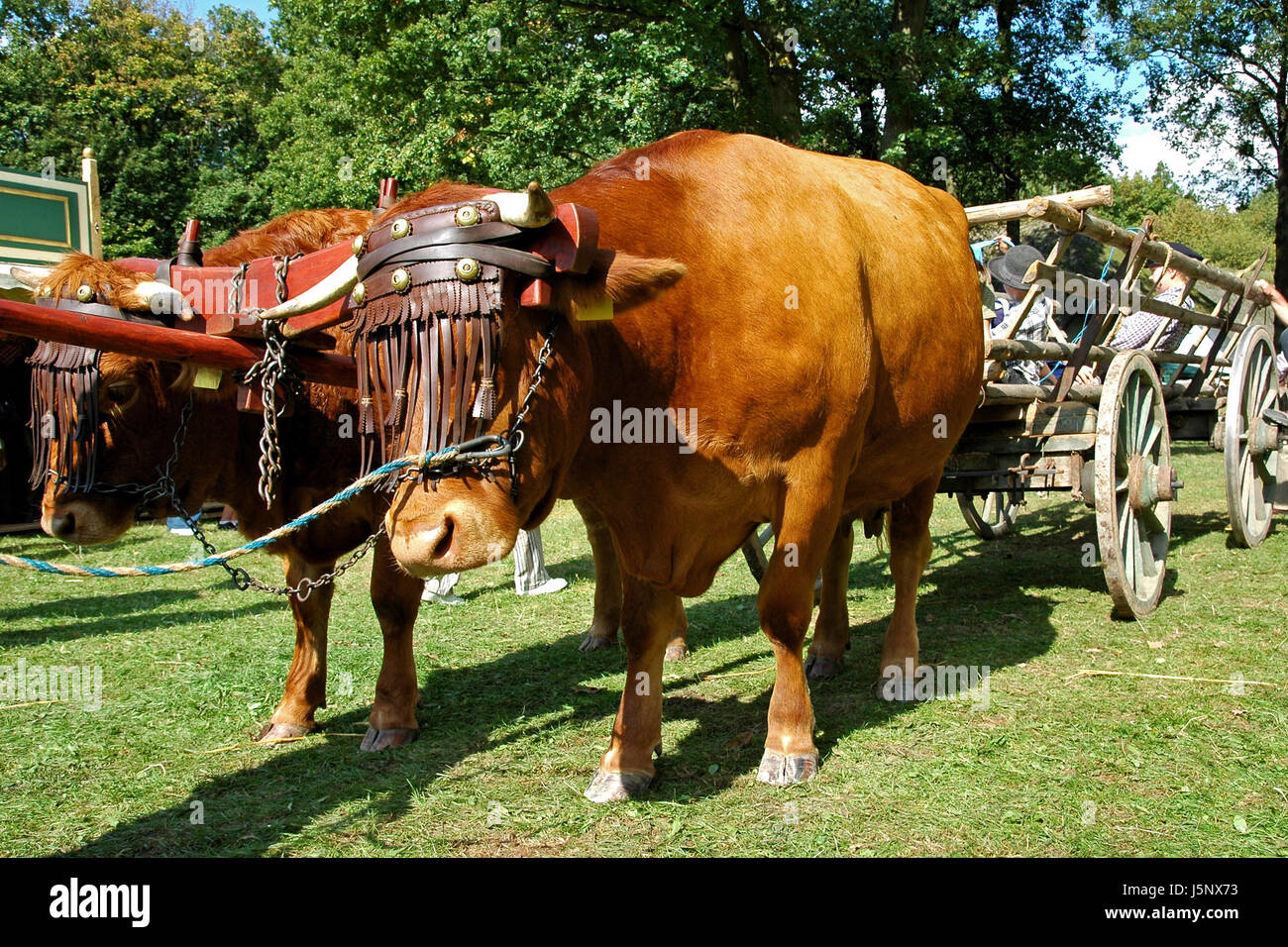 harness handcart cart bullock oxen plodder collar ochsengespann ...
