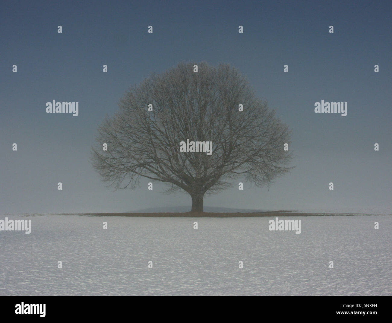 tree in hoarfrost Stock Photo - Alamy