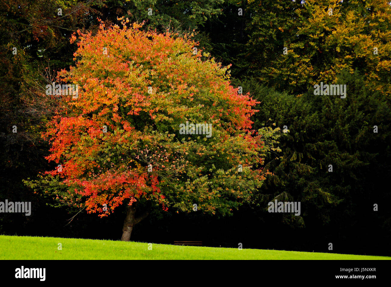 leaf relaxation tree trees park green leaves autumnal radio silence ...