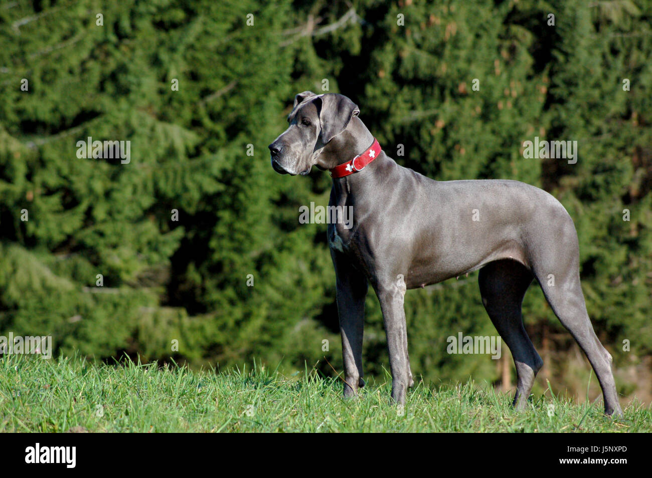 german mastiff ashanti Stock Photo - Alamy