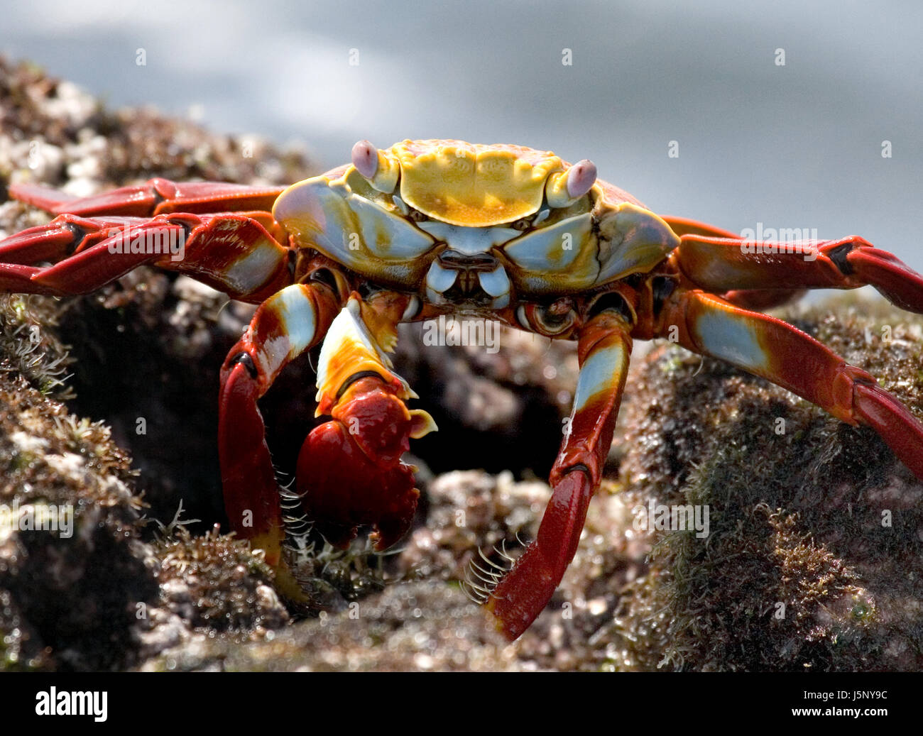 Red crab sitting on the rocks. The Galapagos Islands. Pacific Ocean ...