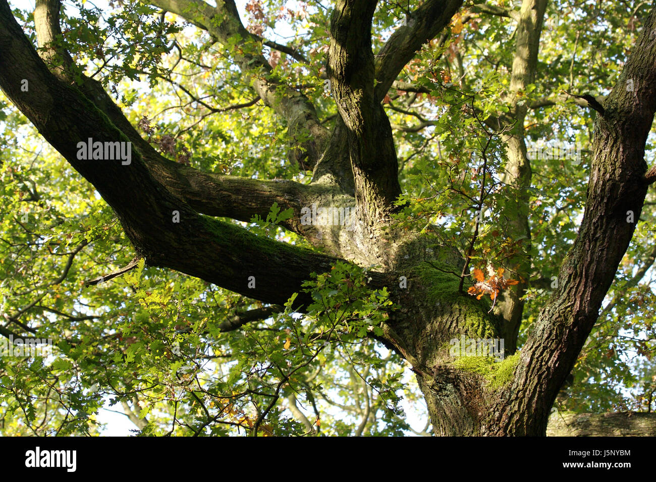 monument oak powerful german pictogram symbol pictograph trade symbol ...
