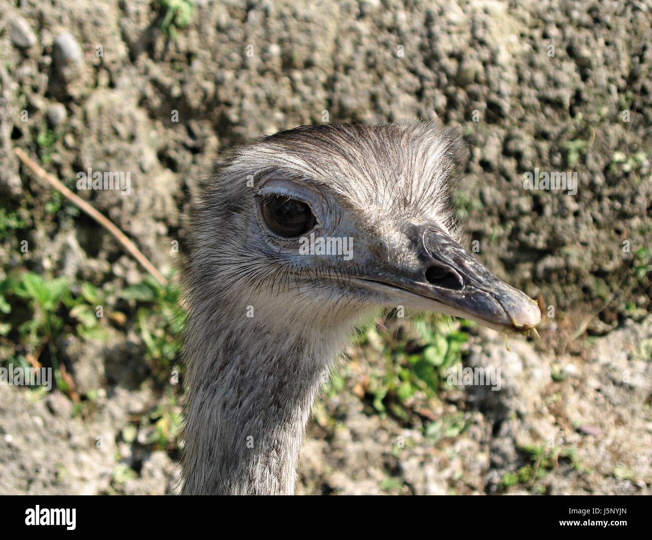 bird birds animal portrait look glancing see view looking peeking ...