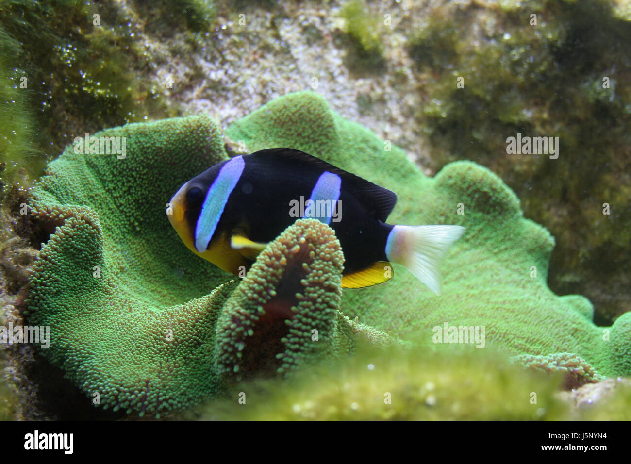 aquarium fish exotic pacific salt water sea ocean water tropics Stock ...