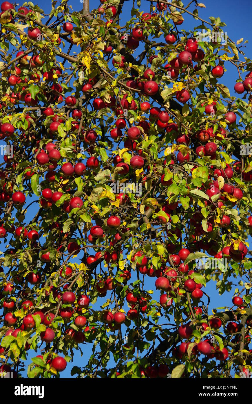 vitamine garden ripe apple tree branch fruit apples apple cultivation ...