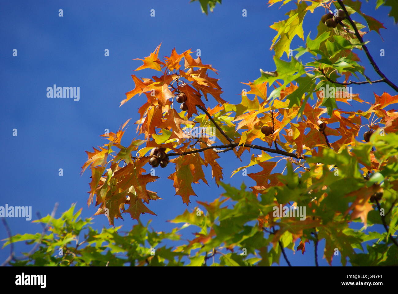 leaf colour tree green coloured colourful gorgeous multifarious richly ...