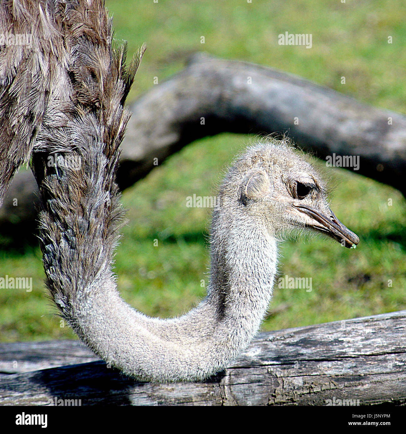 animal bird wild africa birds steppe ostrich wild animal grey gray ...