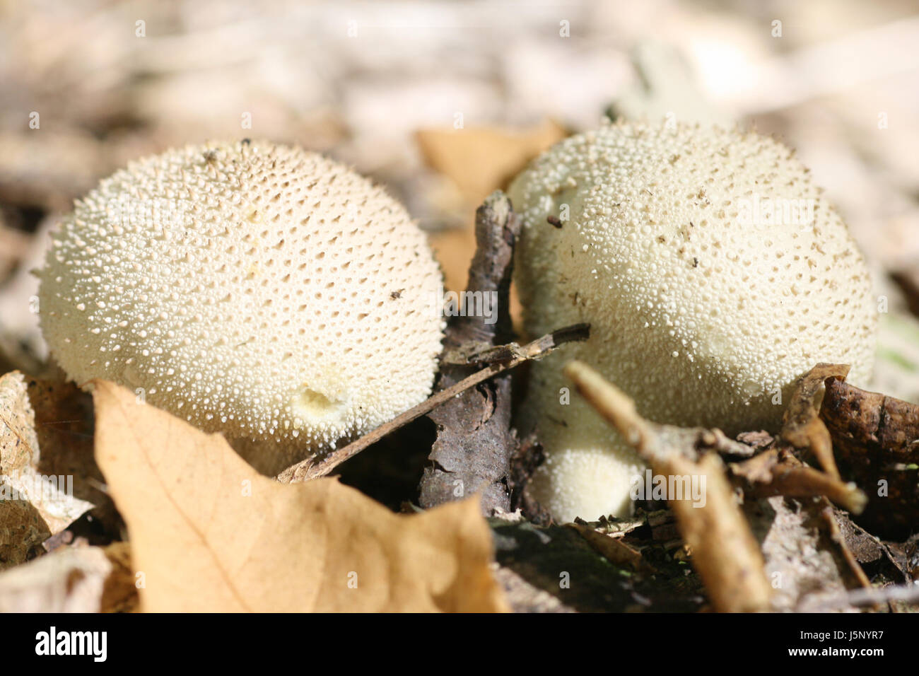 Flaschenbovist High Resolution Stock Photography and Images - Alamy