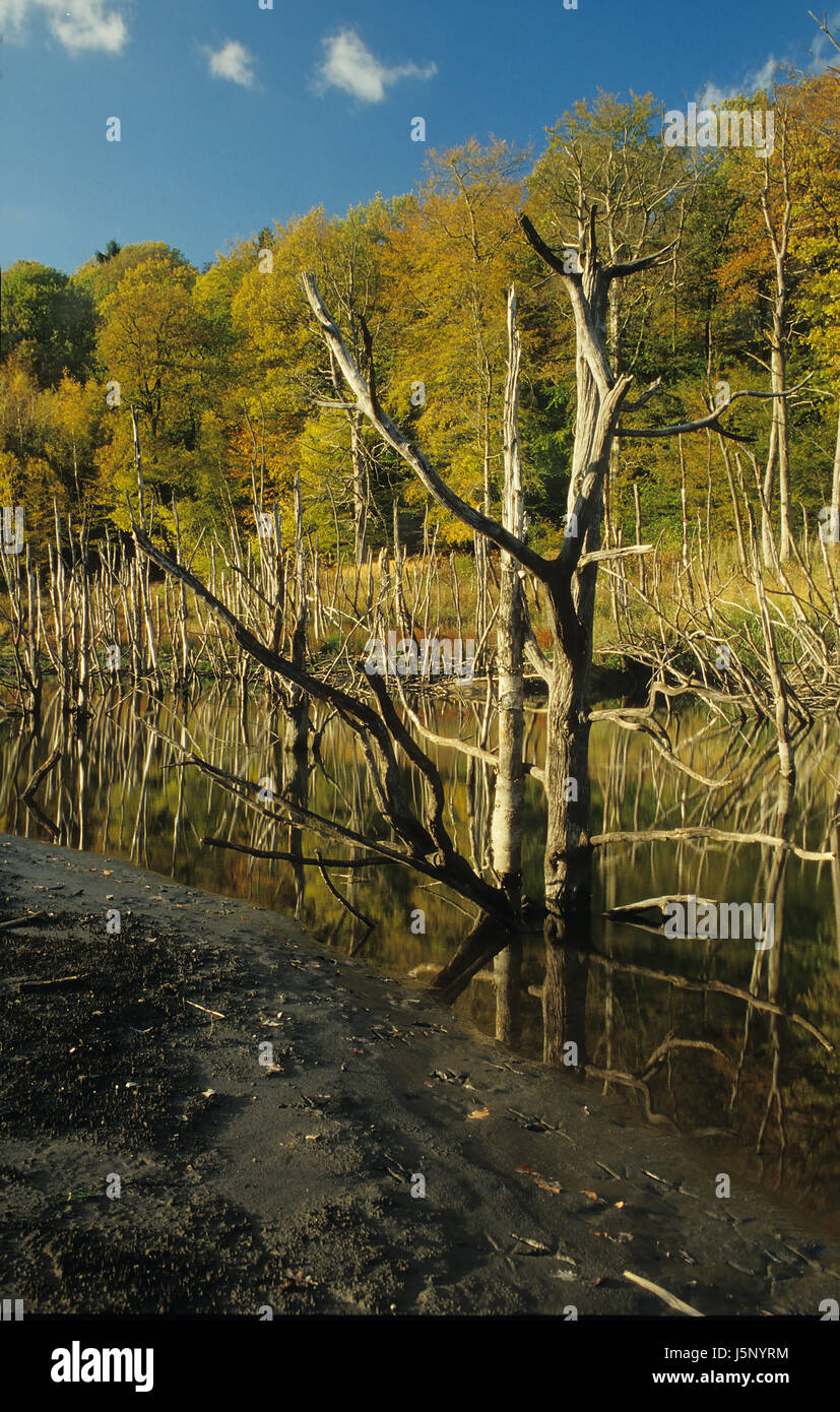 tree trees wood coal fresh water pond water forest mining totholz ...
