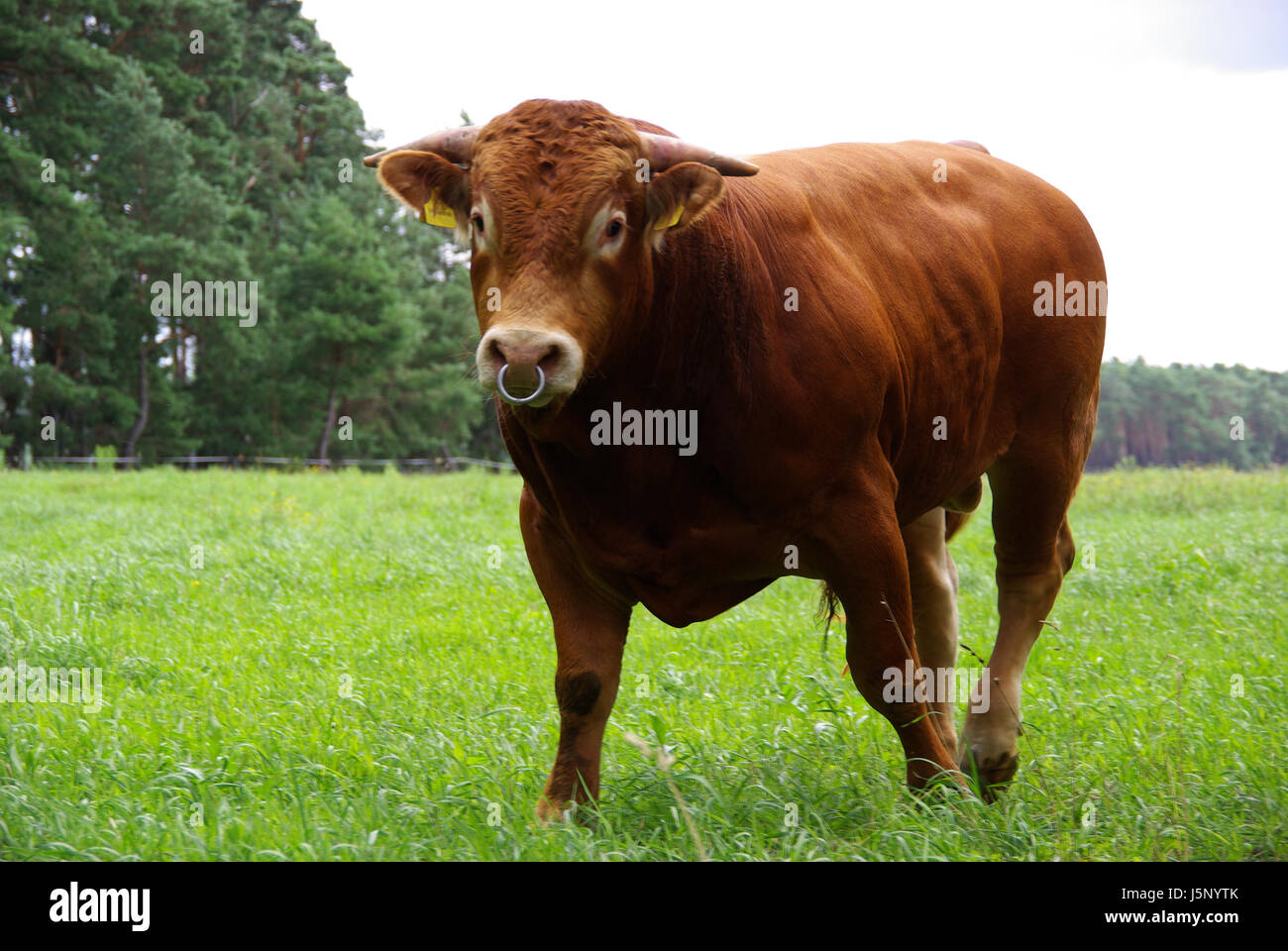 animal strong bull agriculture farming cow livestock bovine mast farm ...