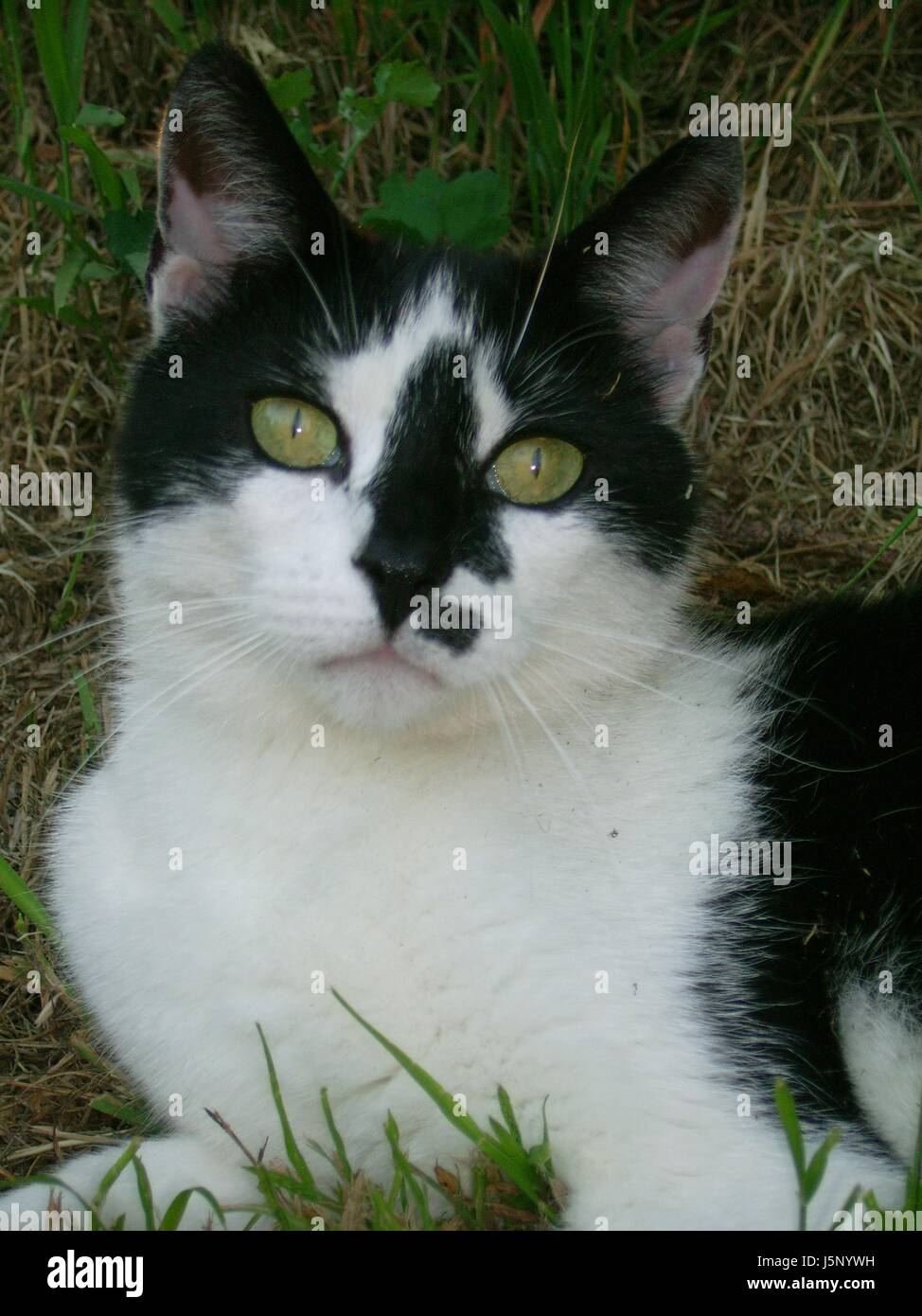 Schnusen hi-res stock photography and images - Alamy