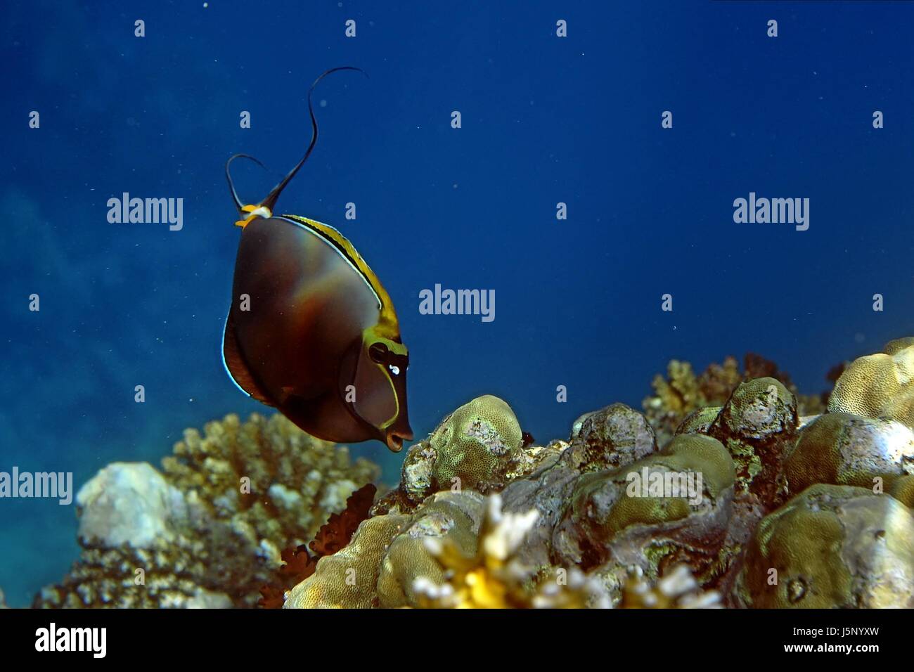 africa fish egypt under dive pisces atoll snorkel reef salt water sea ...