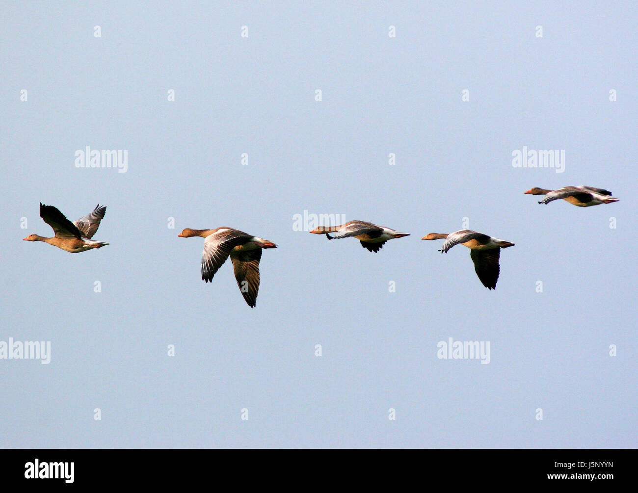 flight bird animals five birds wing row feathers beak geese easy beaks ...