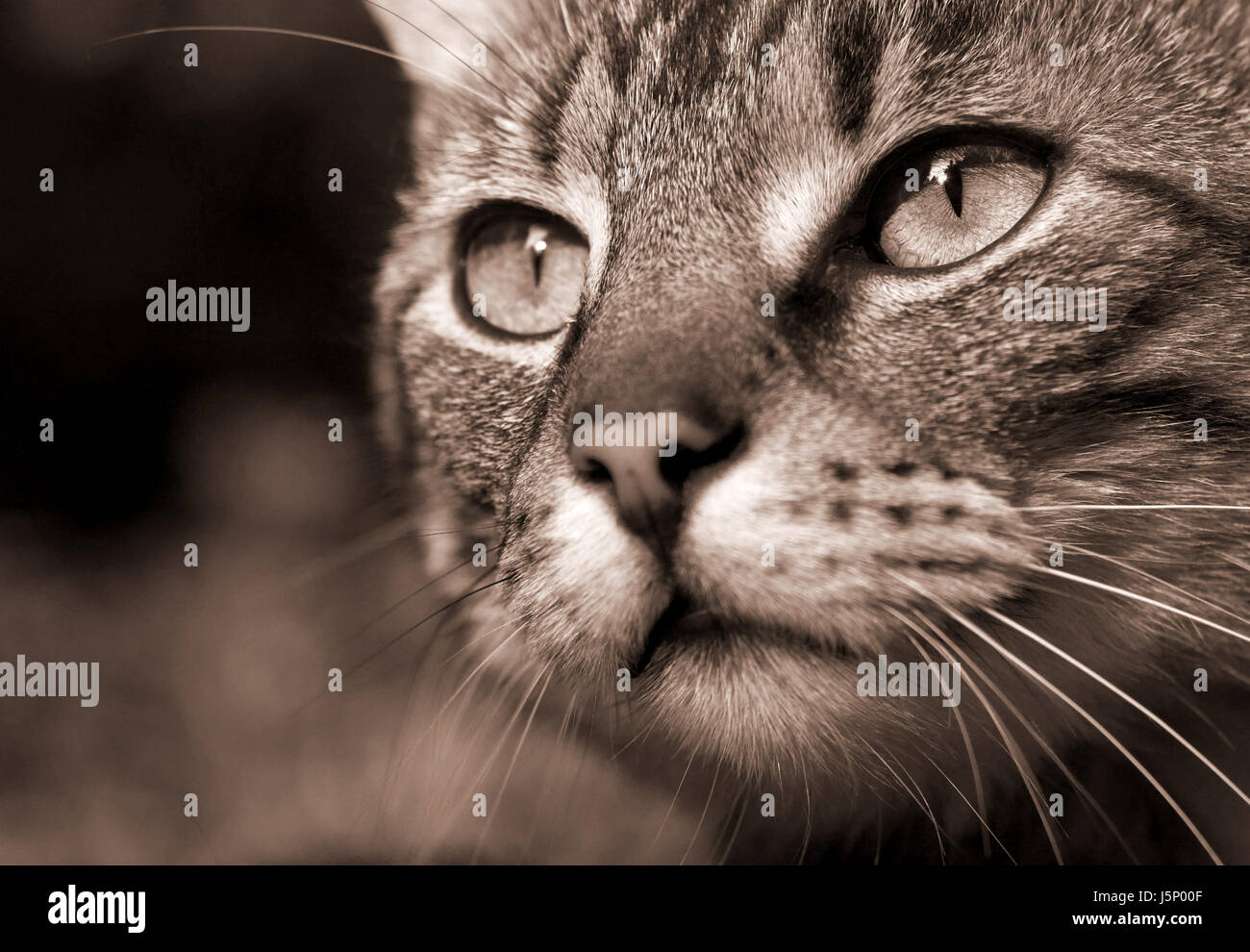 garden animal animals sepia eye organ cat big cat feline predator tiger ...