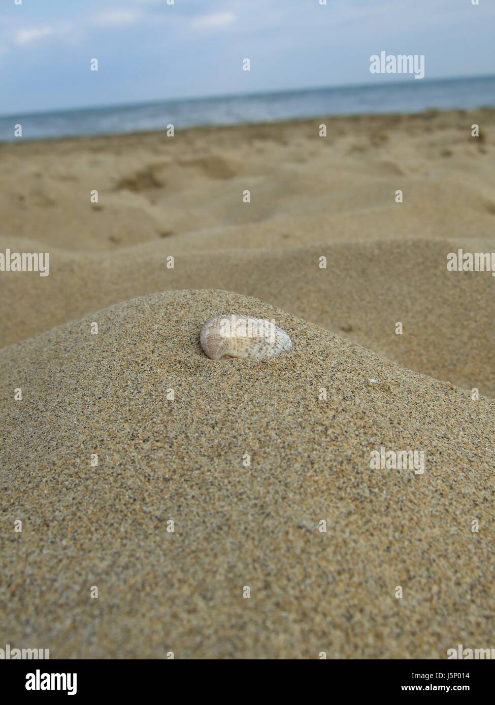 blue beach seaside the beach seashore shell adriatic sea firmament sky ...