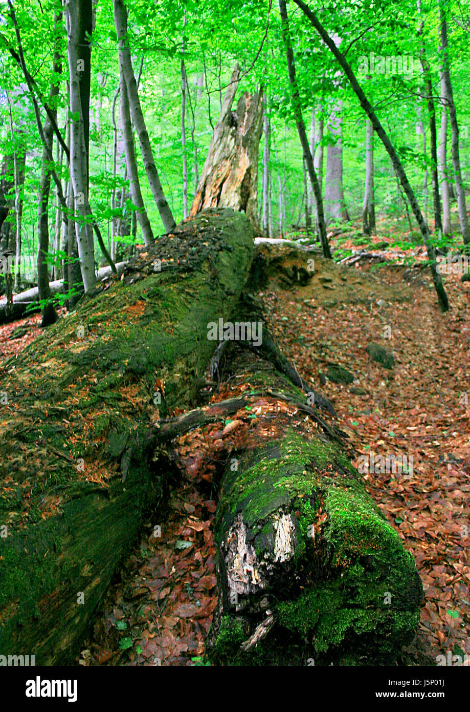 tree trees green conservation of nature virgin forest tribes spring ...