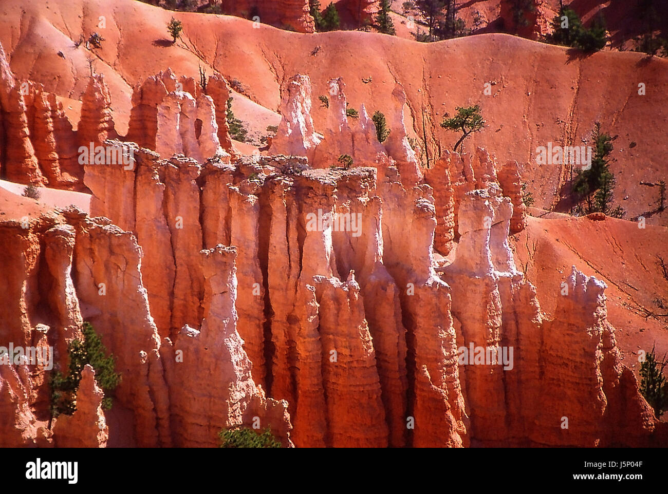 tree trees park national park usa rock sightseeing sandstone ravine ...