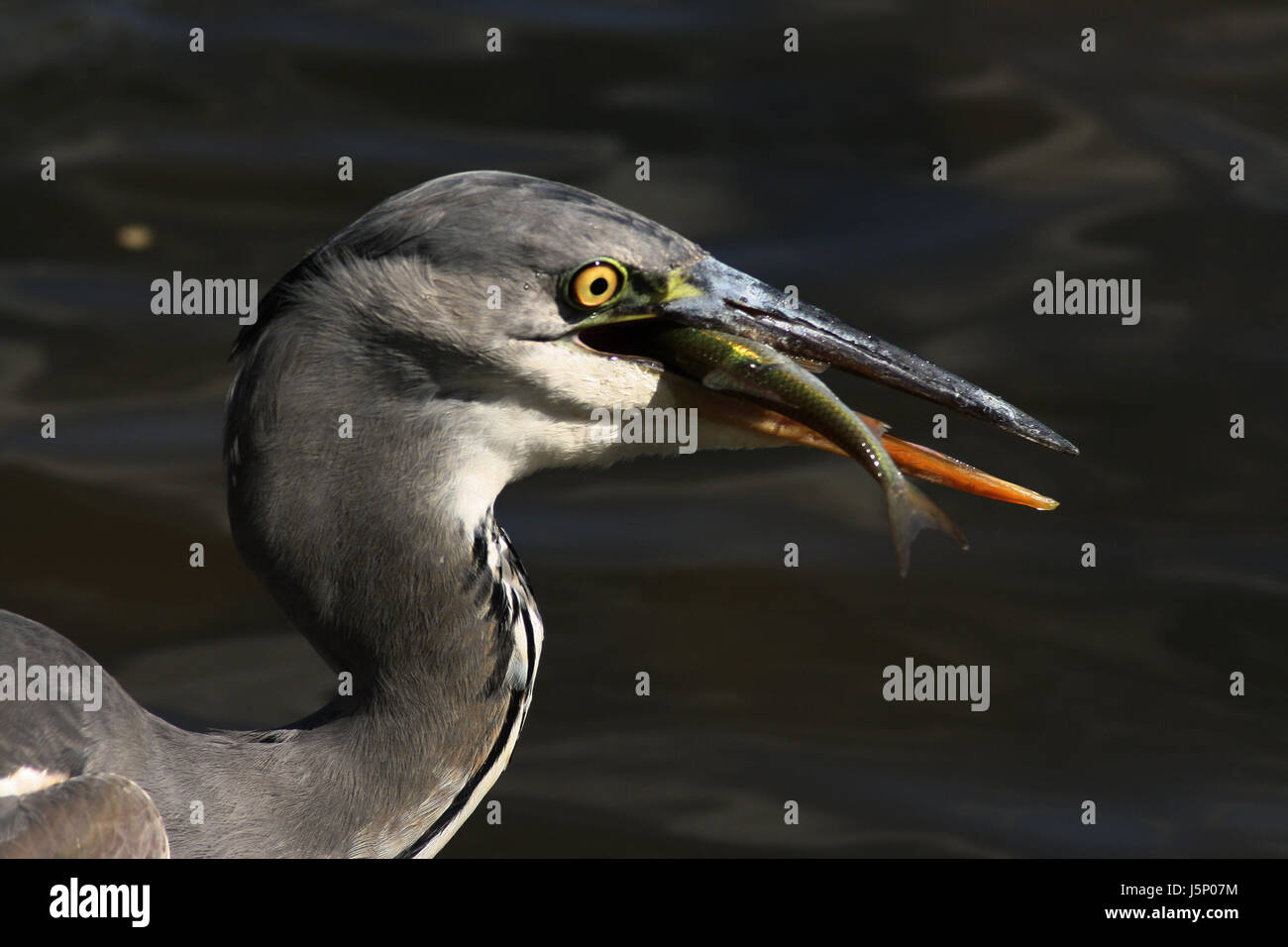 fodder fish reed waterfowls waterfowl heron fresh water pond water lake ...