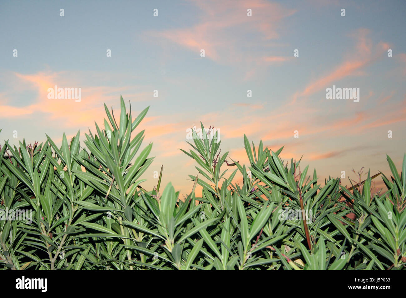 Olianderblooms hi-res stock photography and images - Alamy