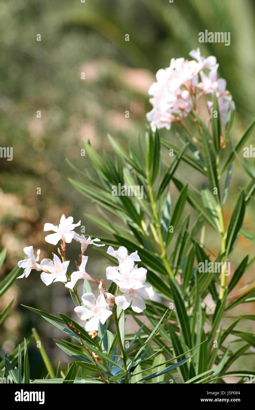 leaves blossoms bush plant mediterran plans oleanders bleed ...