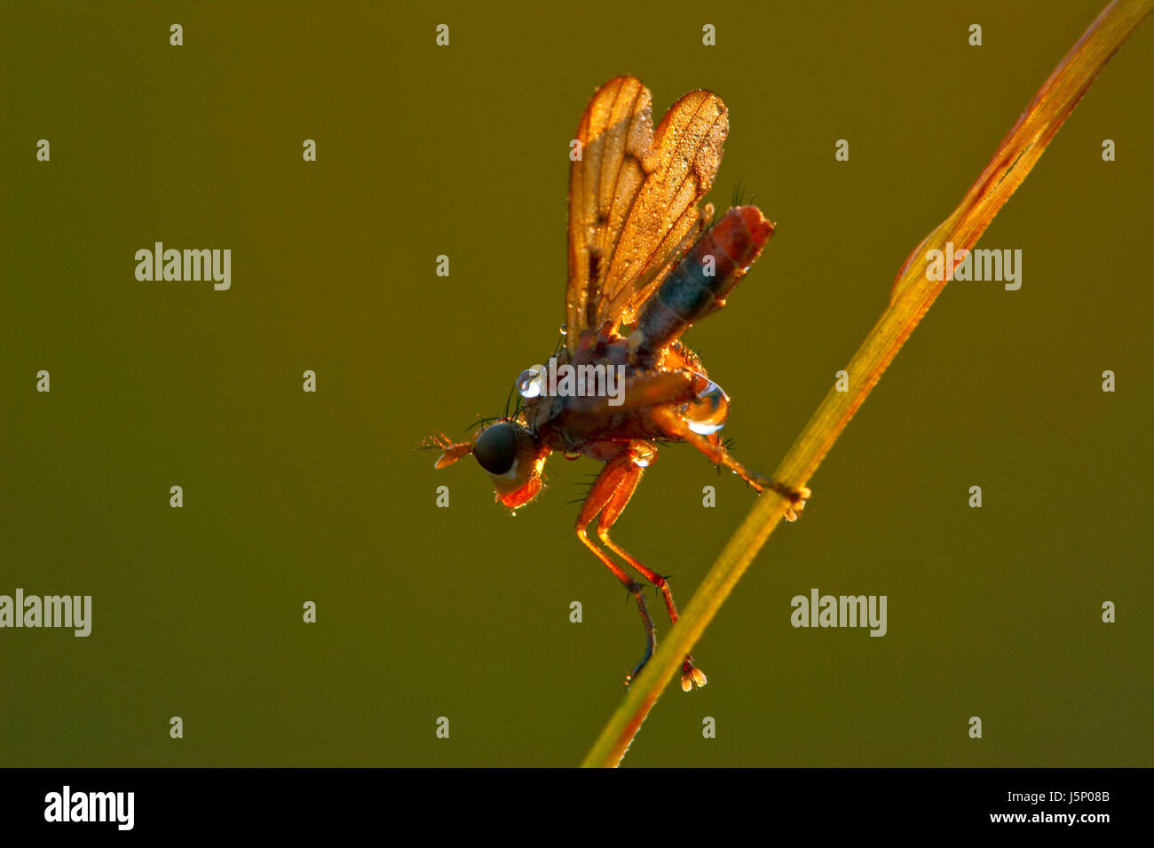 legs macro close-up macro admission close up view insect insects ...