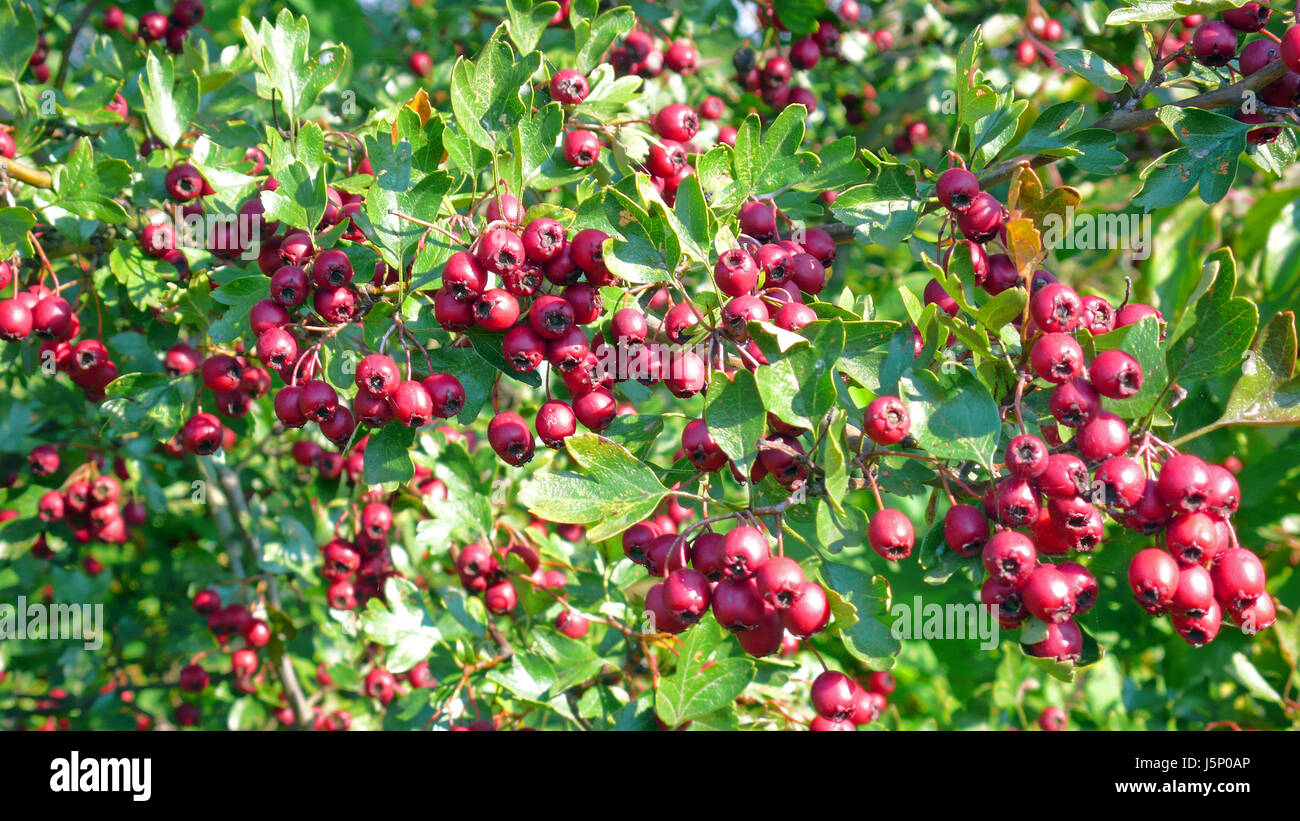 flora botany shrub berries whitethorn hawthorn red plant crataegus ...