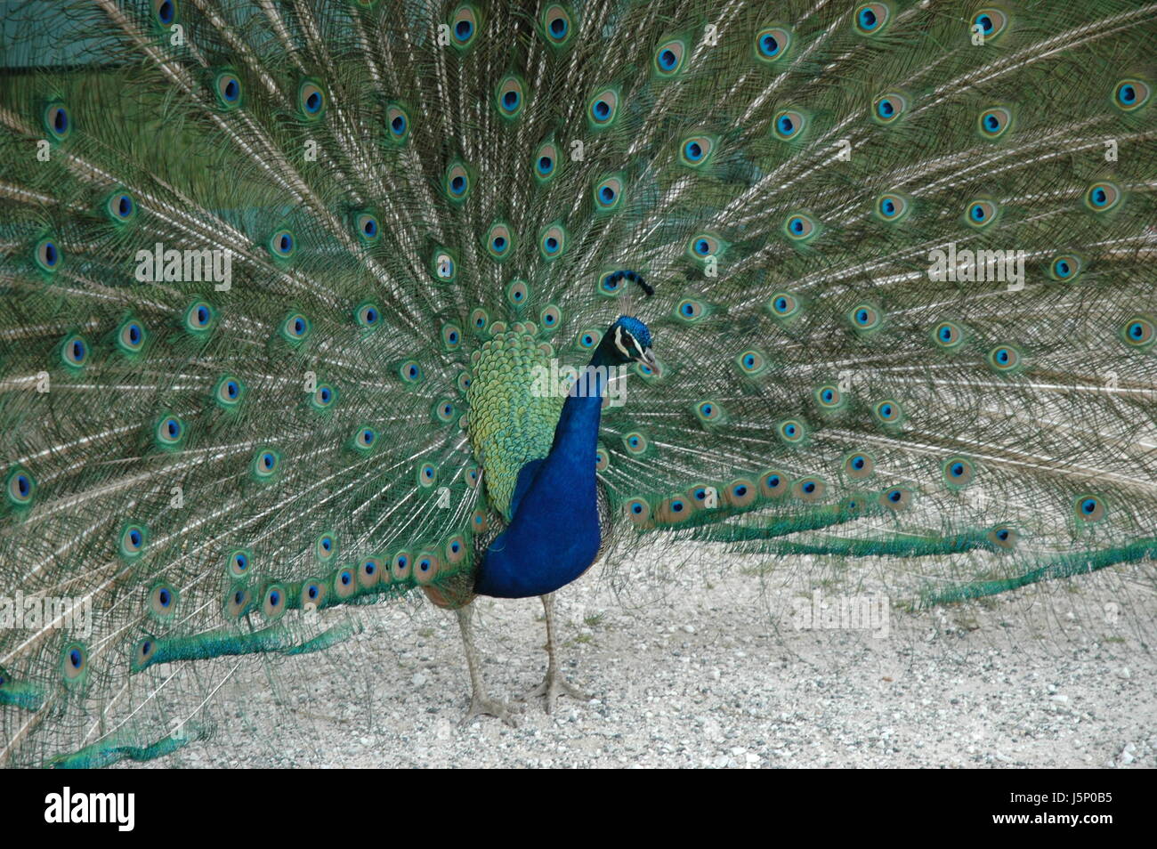 blue wheel bird coloured colourful gorgeous multifarious richly ...