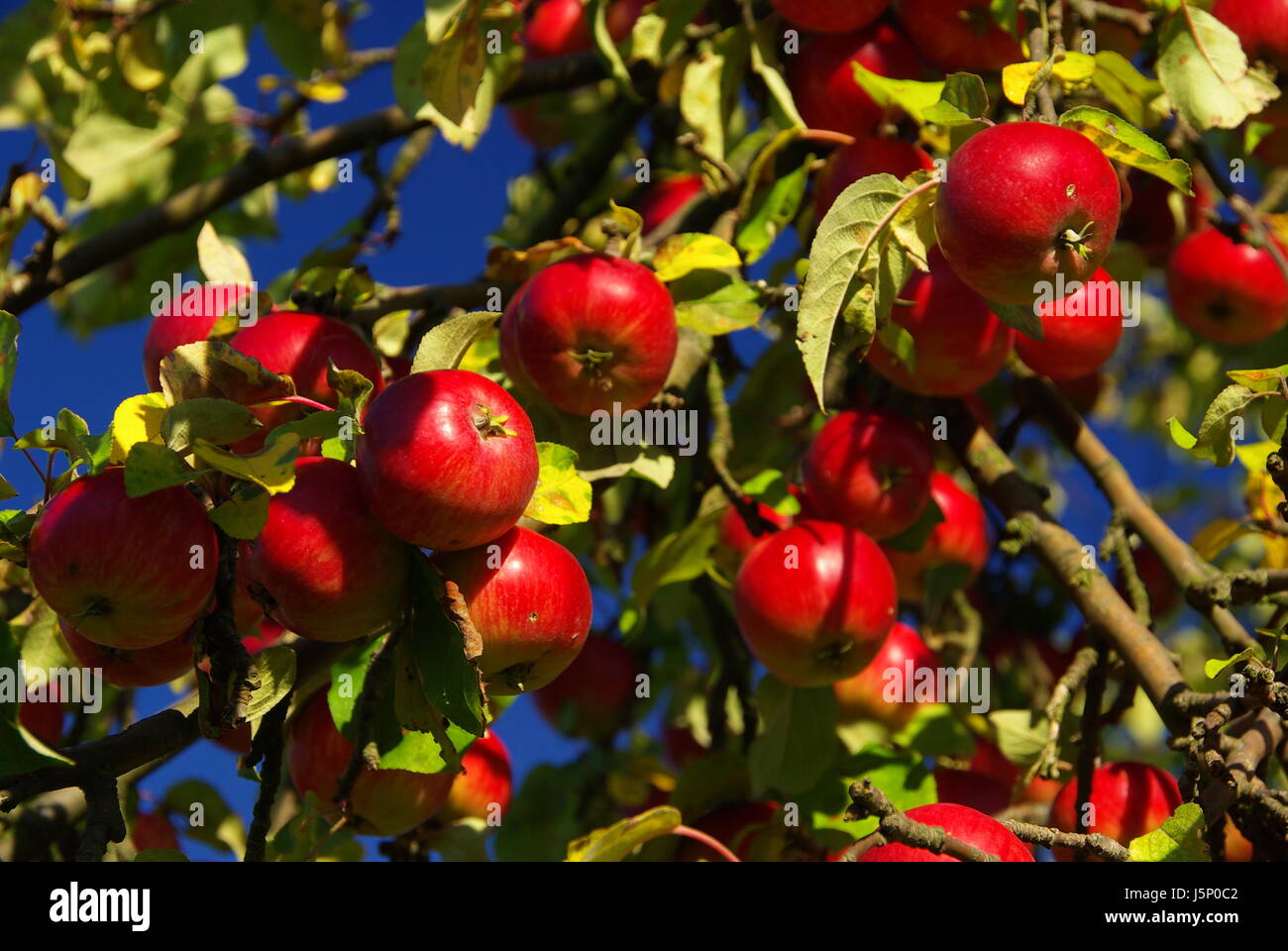 vitamine garden ripe apple tree branch fruit apples apple cultivation ...