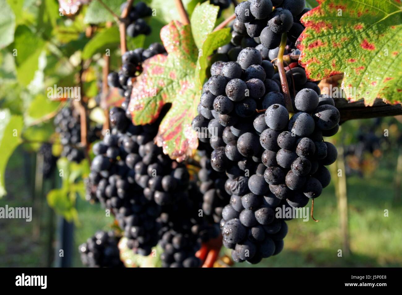 leaf grapes vintage vineyard fruit vintager faded plump ferment vine ...