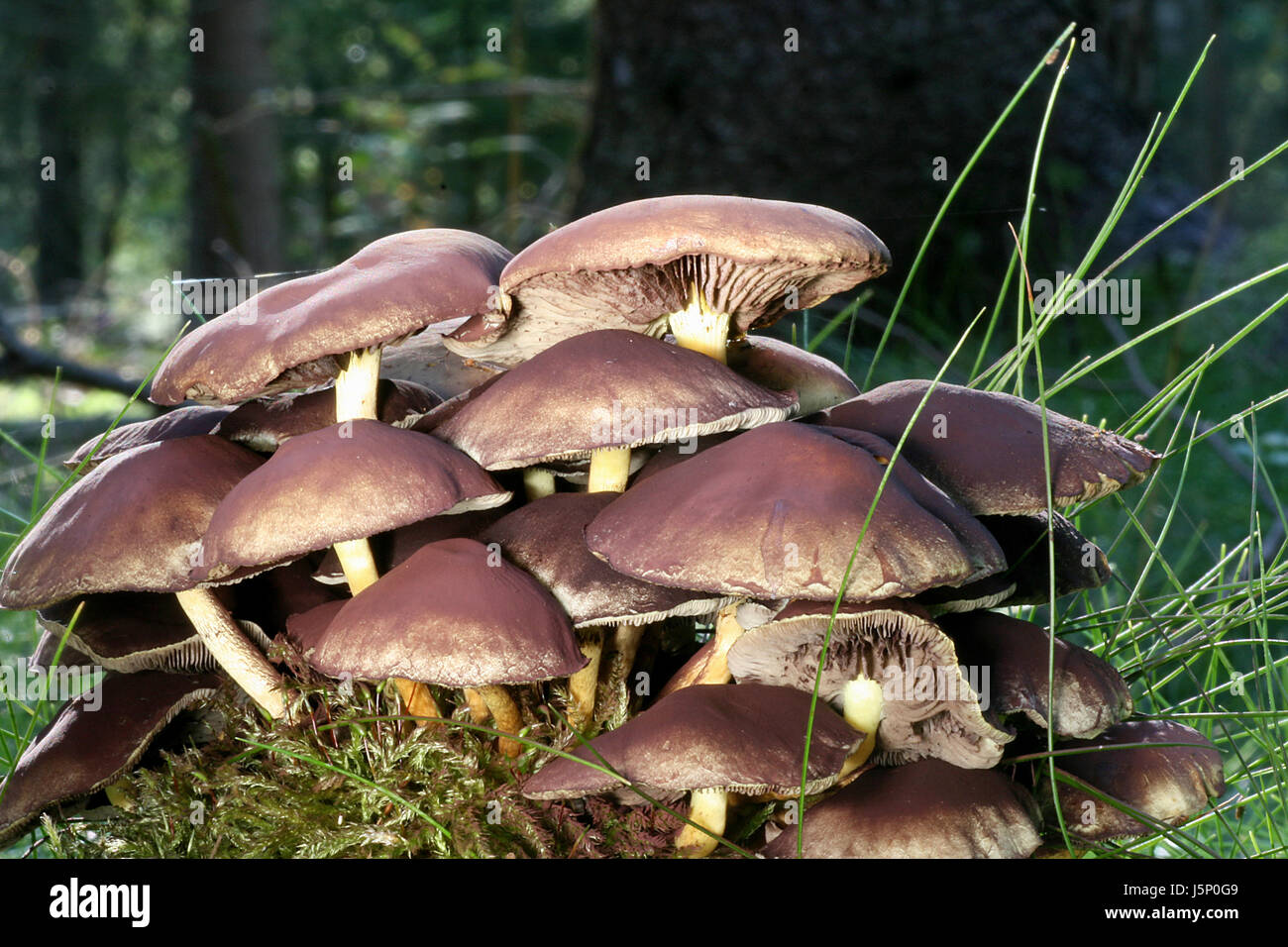 wood moss mushrooms snag mushroom fungus toadstool blunt toadstools ...