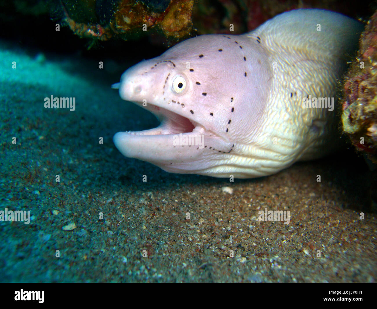 fish underwater photo camera dive pisces landscape format image salt ...
