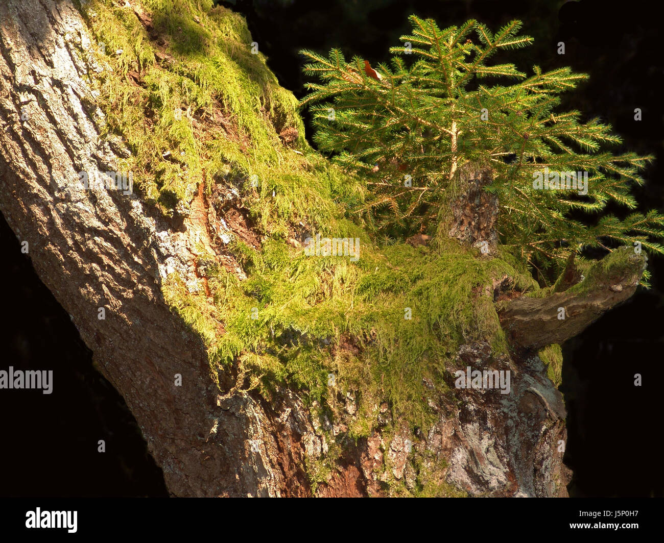 spruce on oak Stock Photo - Alamy