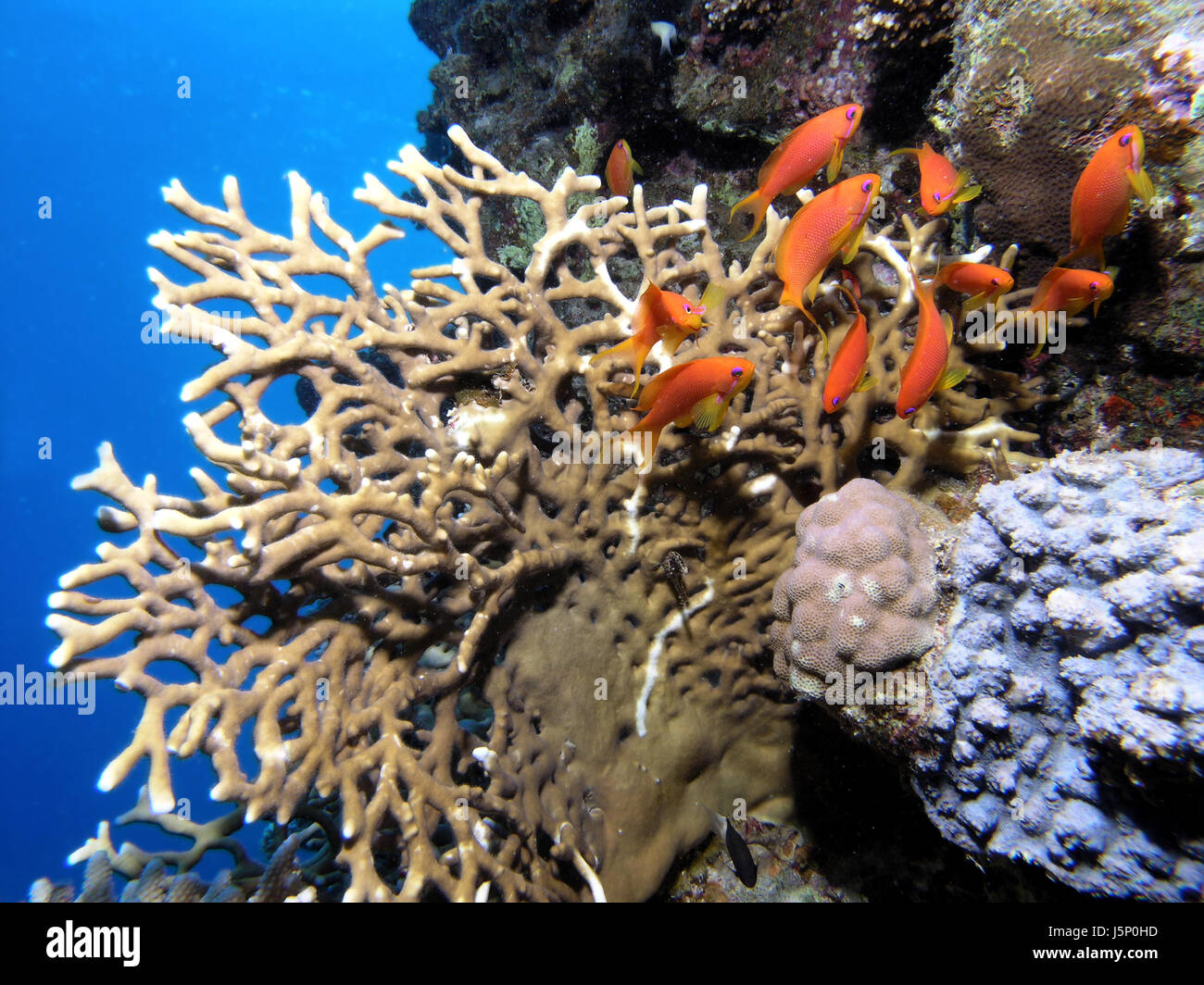 Female harem hi-res stock photography and images - Alamy