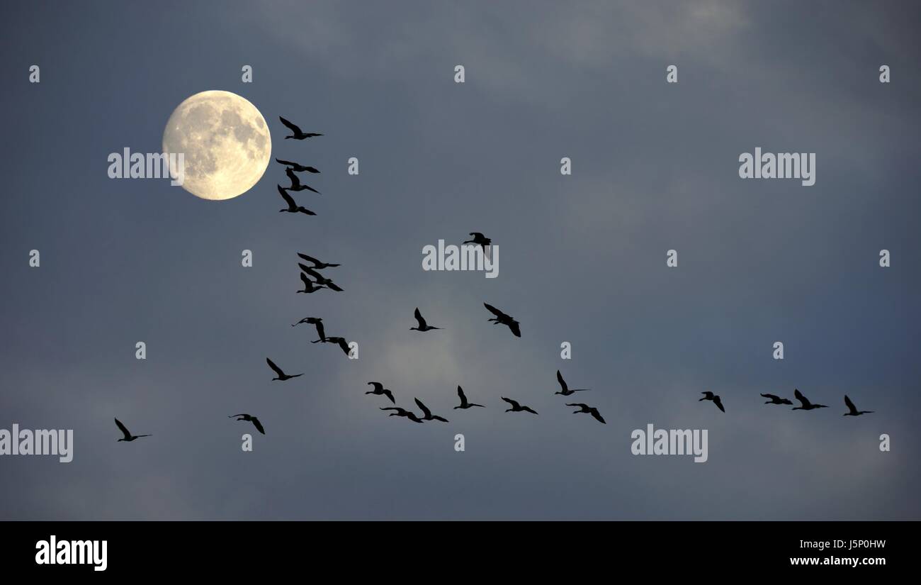 flight evening full moon swarm school fly flies flys flying kanadagnse ...