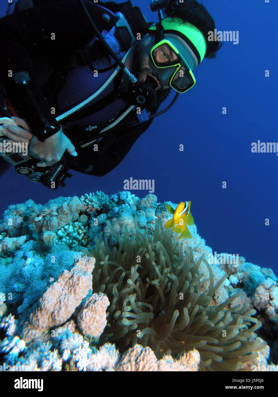 nemo in sight of the diver Stock Photo - Alamy
